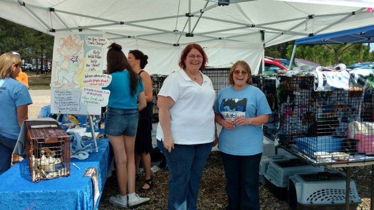 Volunteer – Wild Blue Cats