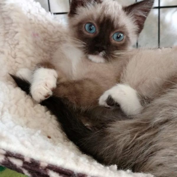 Wild Blue Cats – A Refuge For Cats & Kittens