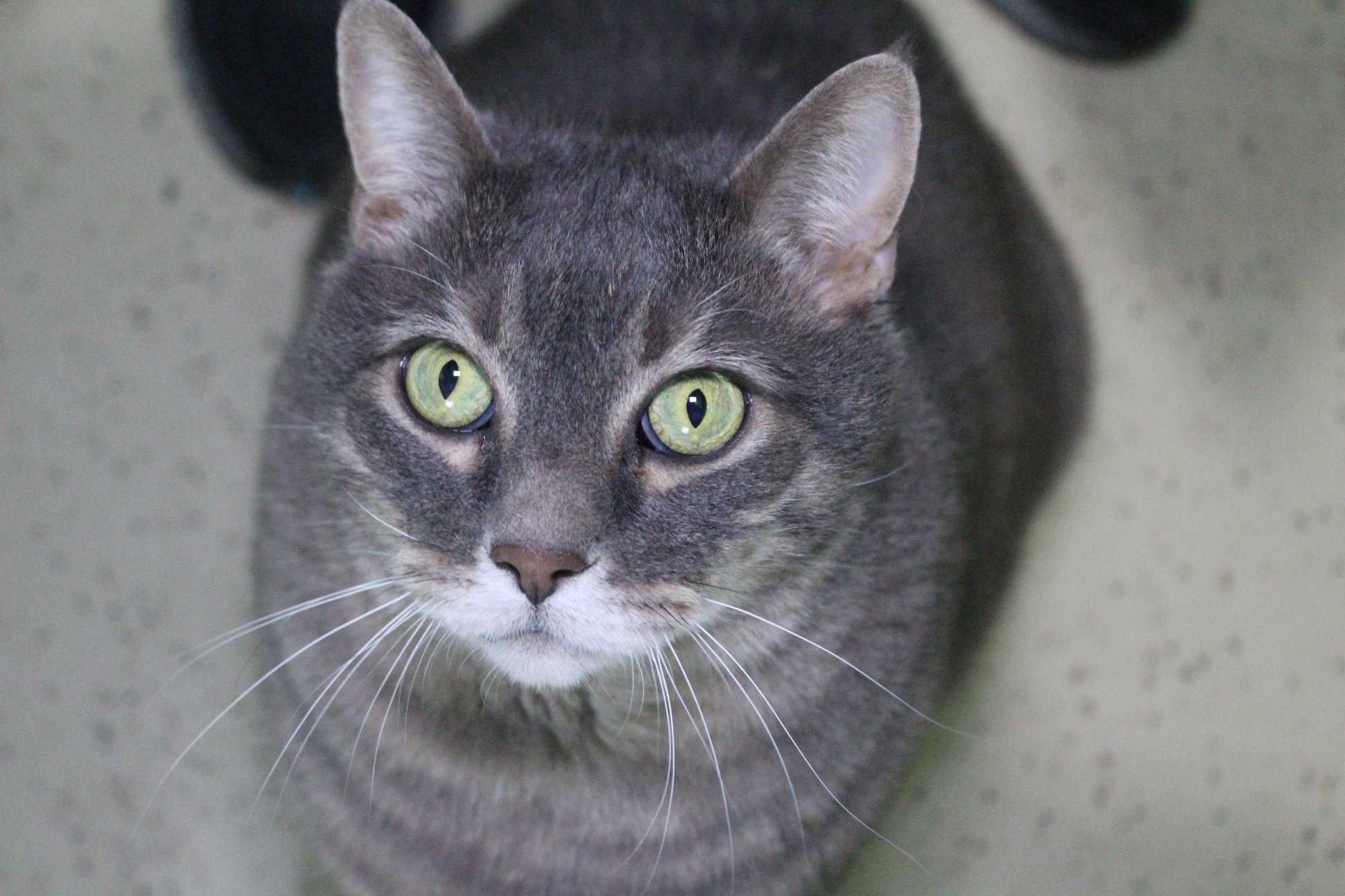 Hello, my name is Napoleon! – Wild Blue Cats