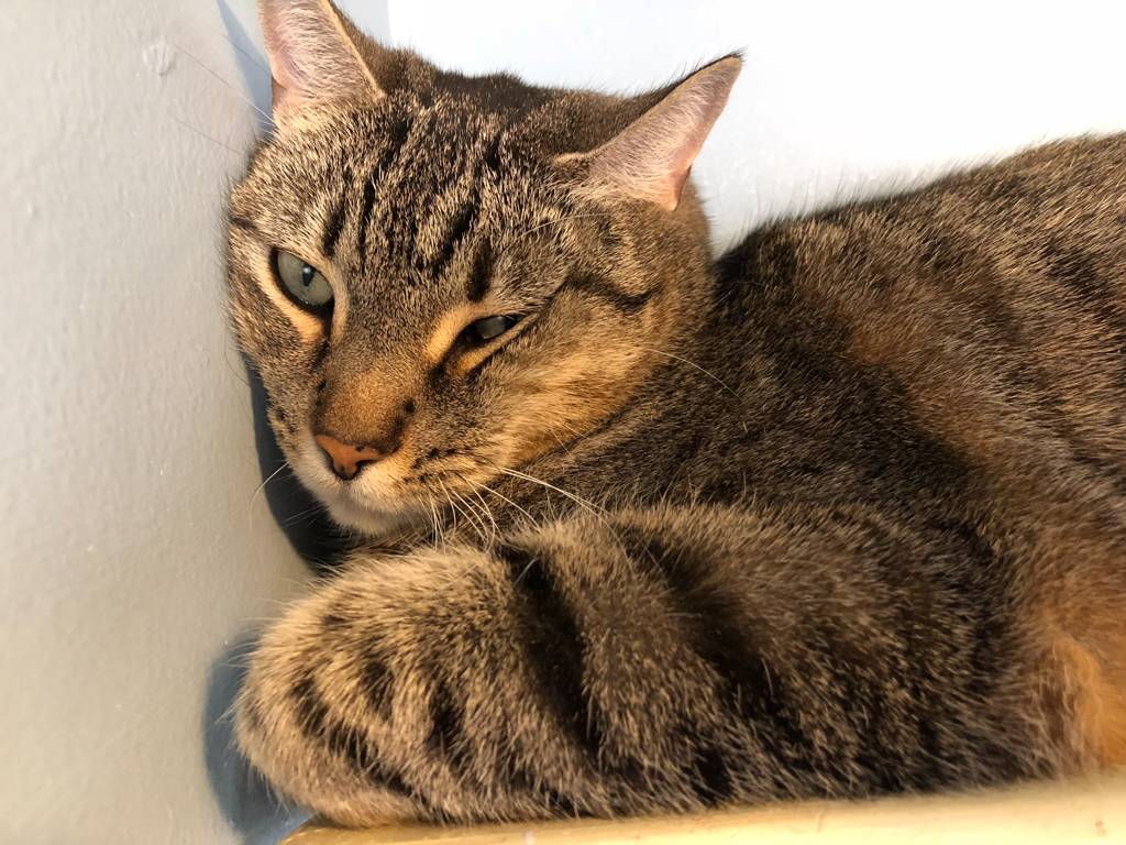 Look Up High and Meet Abbie, Our Tightrope Walker! – Wild Blue Cats