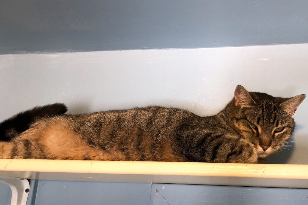 Blog – Wild Blue Cats