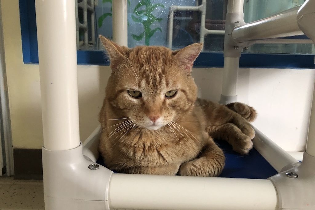 Blog – Wild Blue Cats