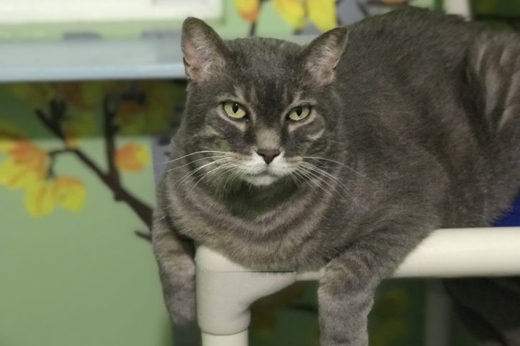 Wild Blue Cats – A Refuge For Cats & Kittens