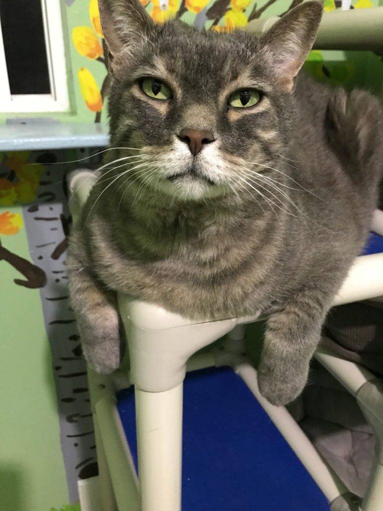 A need for beds – Wild Blue Cats