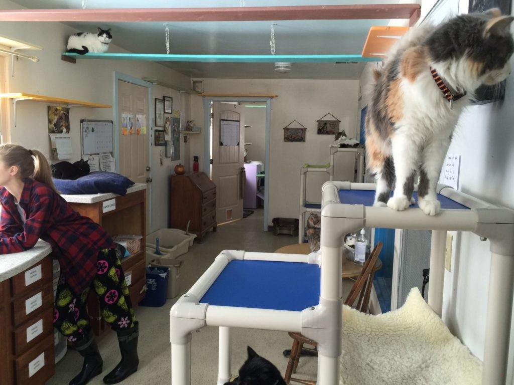 A need for beds – Wild Blue Cats