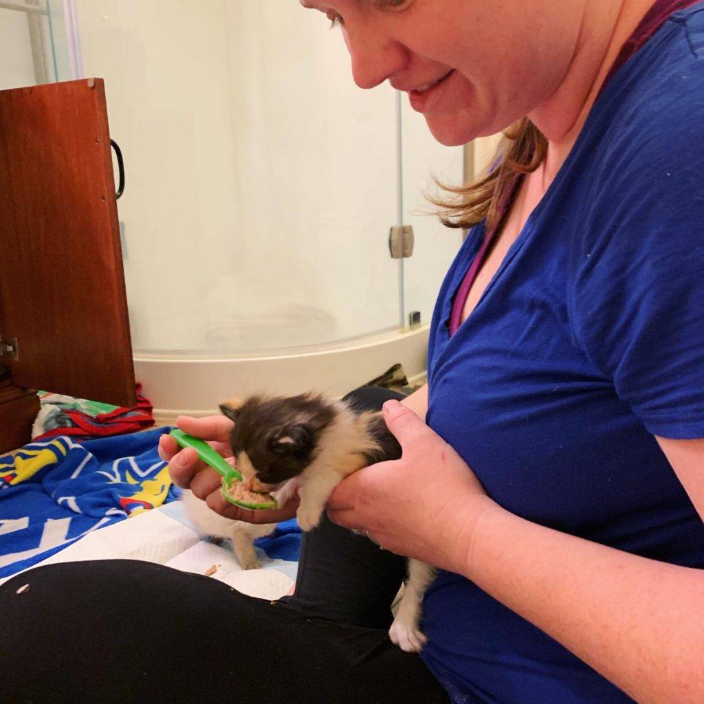 July Volunteer of the Month: Kat! – Wild Blue Cats