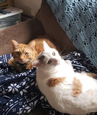 August Volunteer of the Month: Gen! – Wild Blue Cats