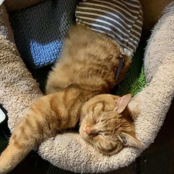 Wild Blue Cats – A Refuge For Cats & Kittens