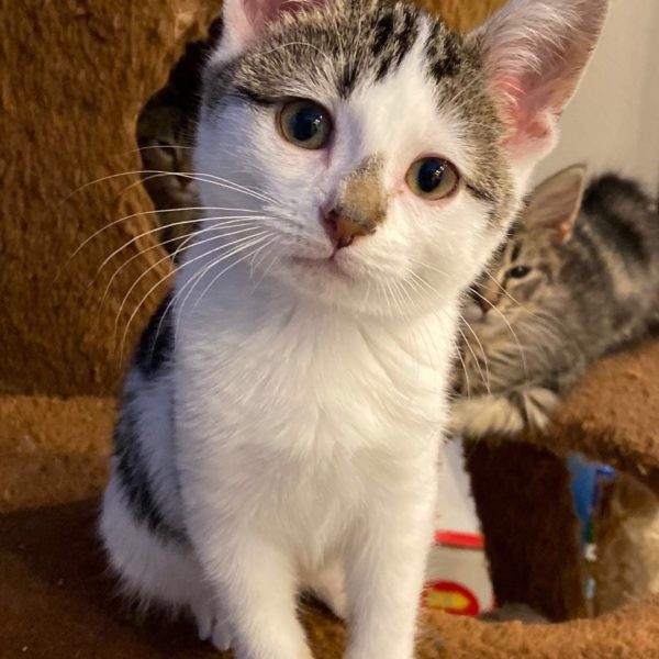 Wild Blue Cats – A Refuge For Cats & Kittens