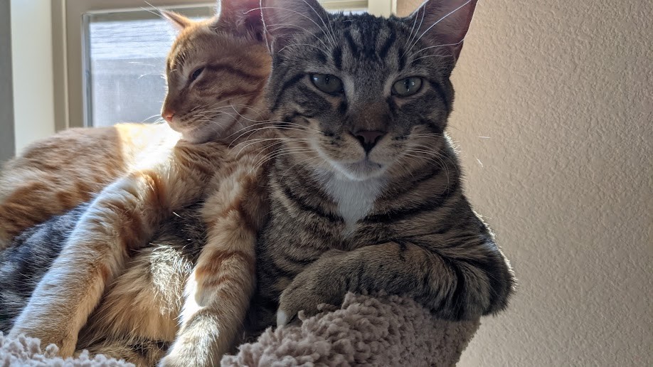 June 2022 Volunteer of the Month: Ivan – Wild Blue Cats