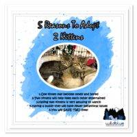 Adopt – Wild Blue Cats
