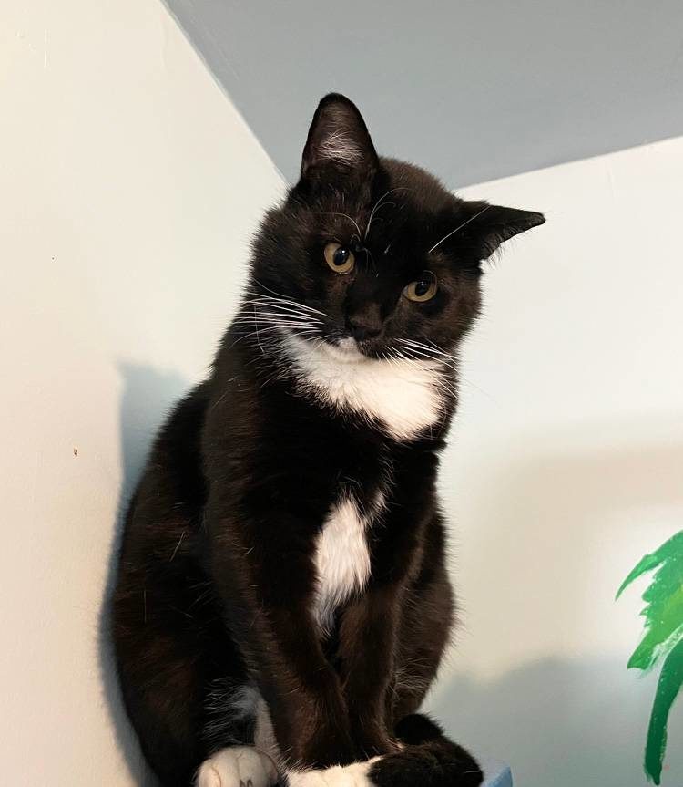 July 2022 Kitty of the Month: Ramis – Wild Blue Cats