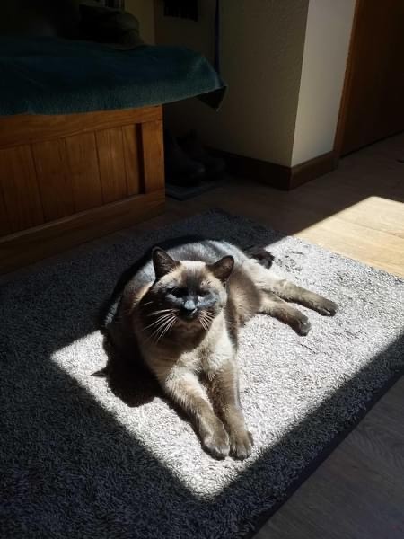 October 2022 Volunteer of the Month: Jane – Wild Blue Cats