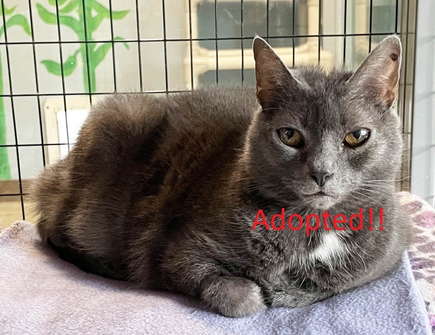 October 2022 Kitty of the Month: Suzi Quatro – Wild Blue Cats