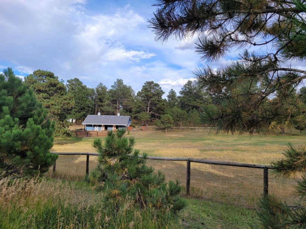 Barn Cats – Wild Blue Cats