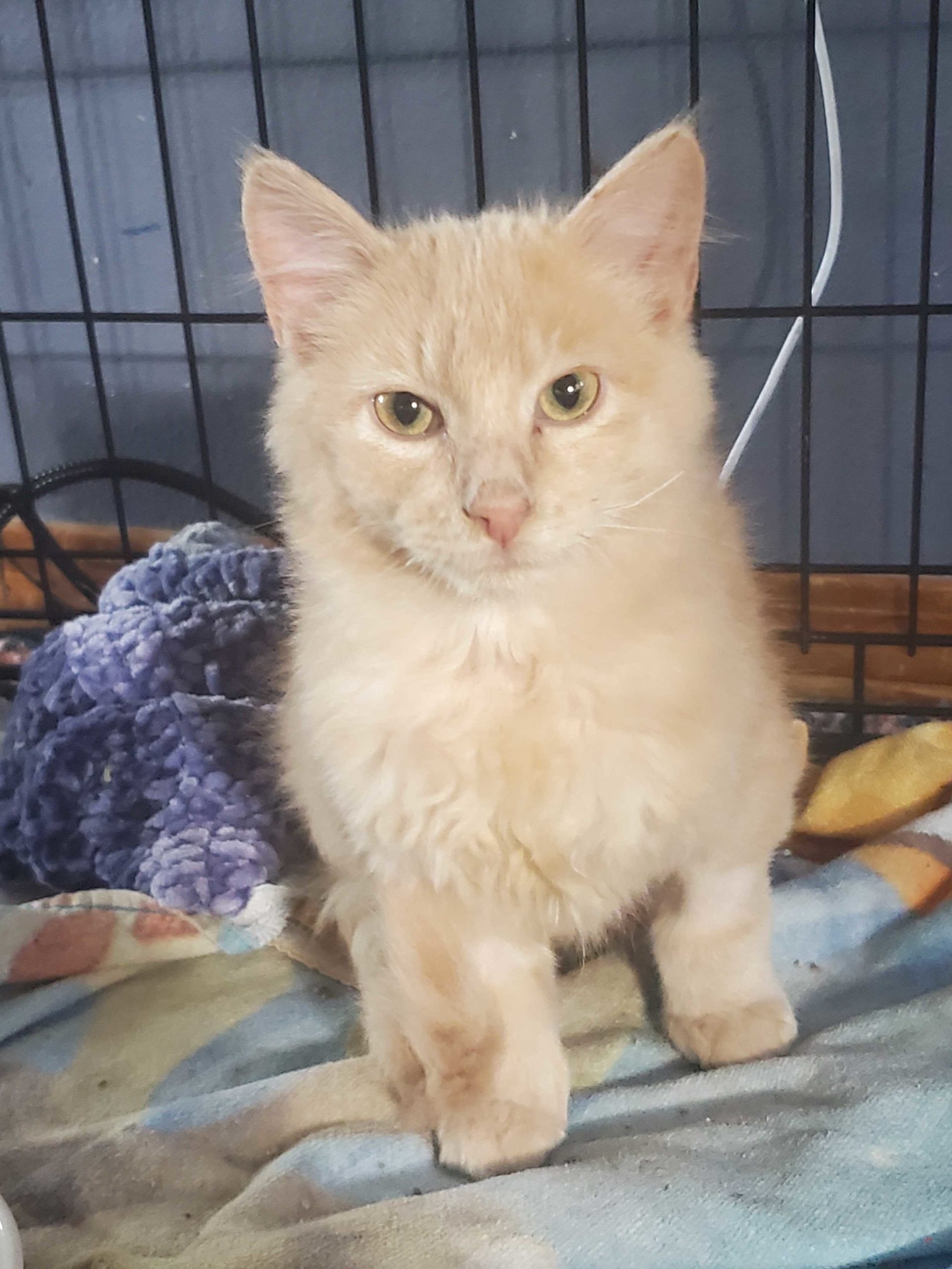 Update! Donate to Help Ray Stevens! – Wild Blue Cats