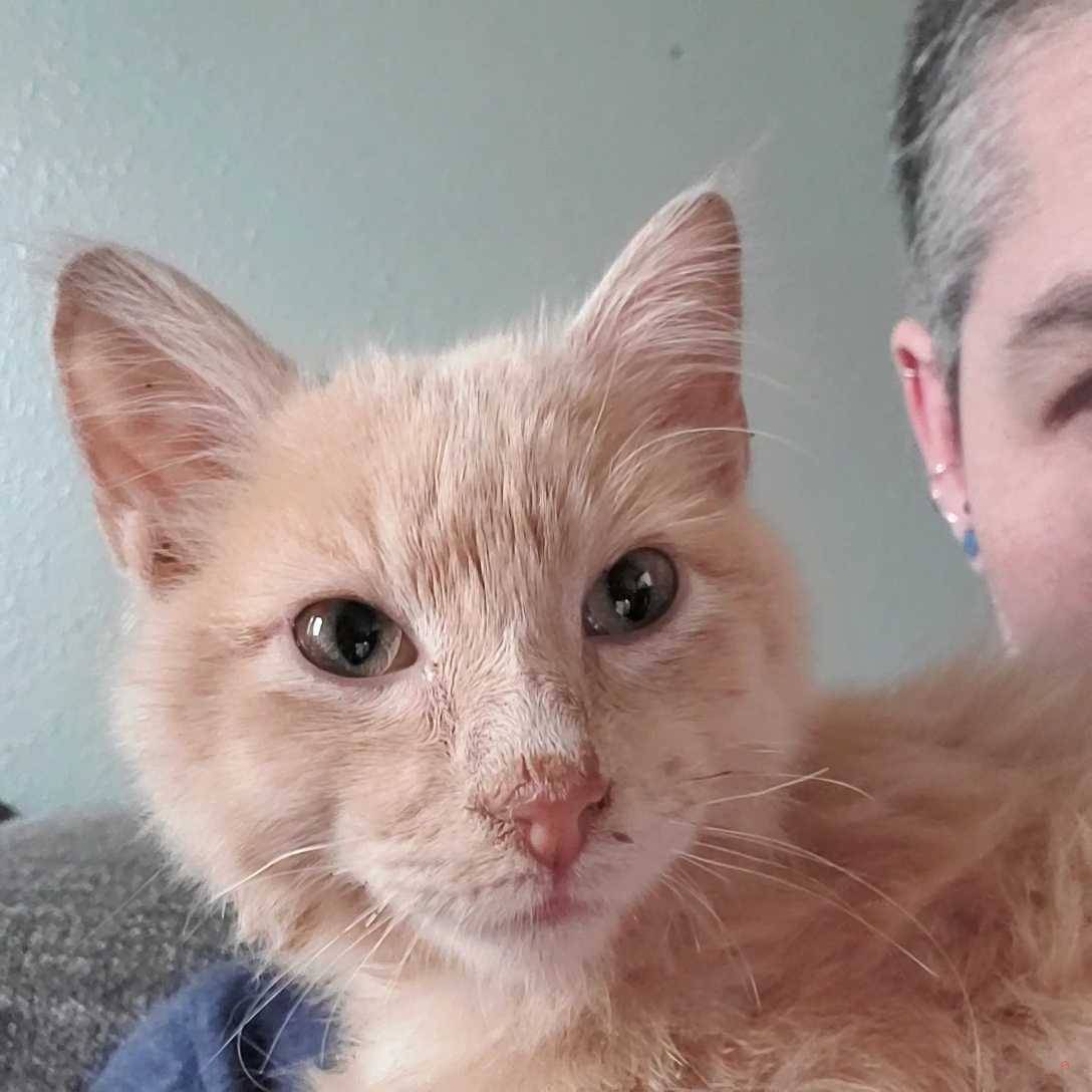 Please Donate to Help Ray Stevens! – Wild Blue Cats