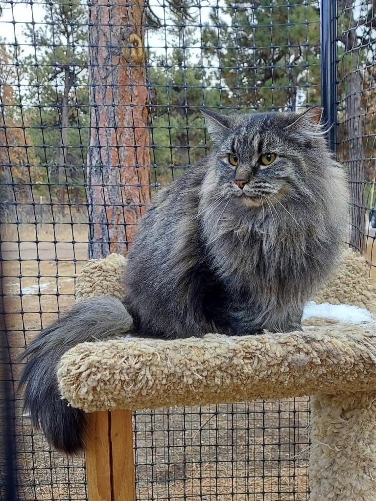 Barn Cats – Wild Blue Cats