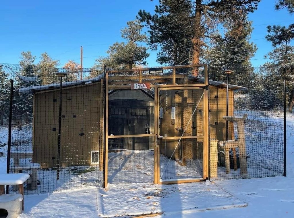 Barn Cats – Wild Blue Cats