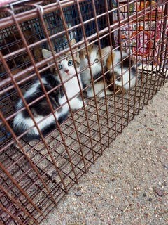 tnr1 – Wild Blue Cats