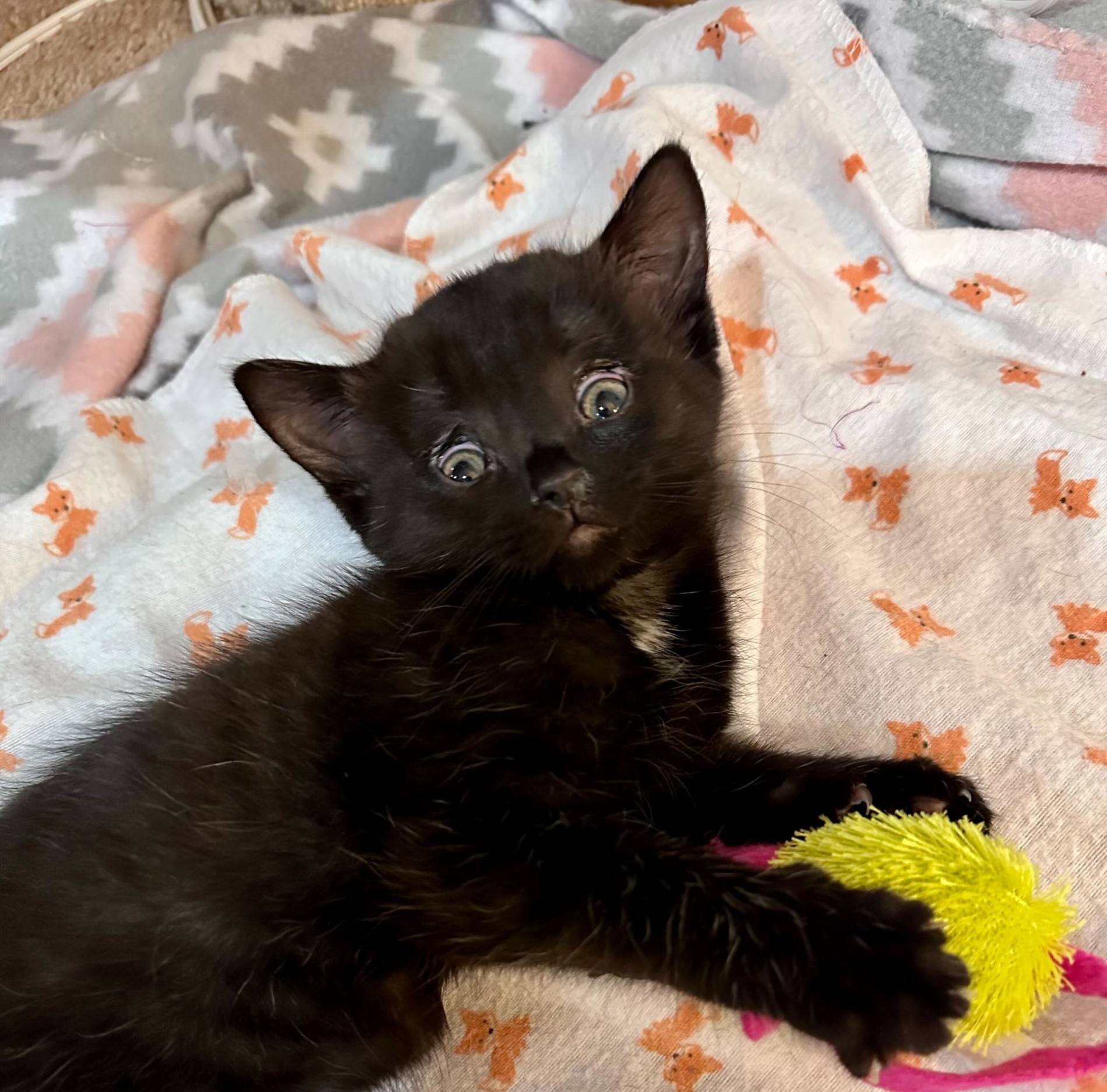 Please Donate to Help Xenomorph! – Wild Blue Cats