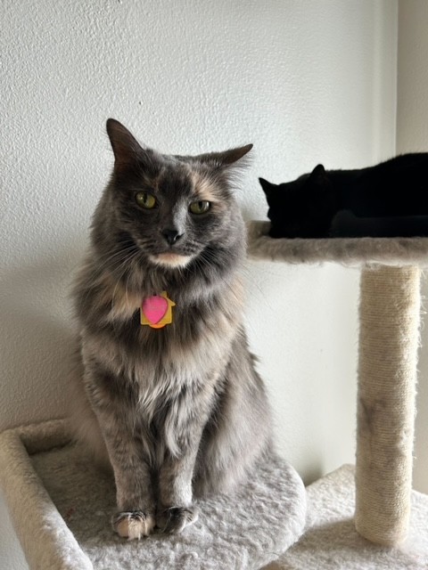 June 2023 Volunteer of the Month: Allison – Wild Blue Cats