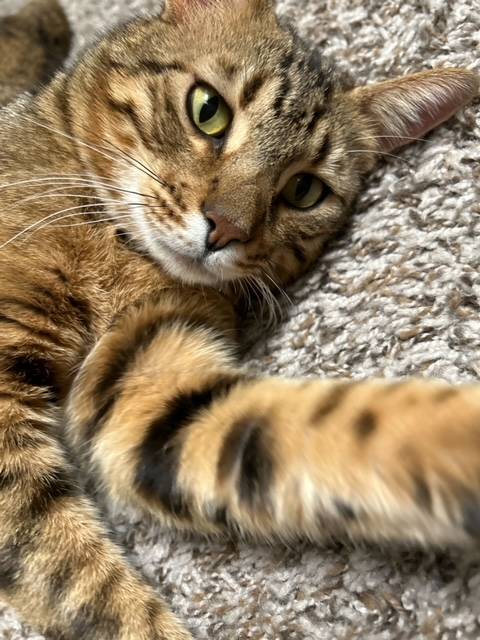 June 2023 Volunteer of the Month: Allison – Wild Blue Cats