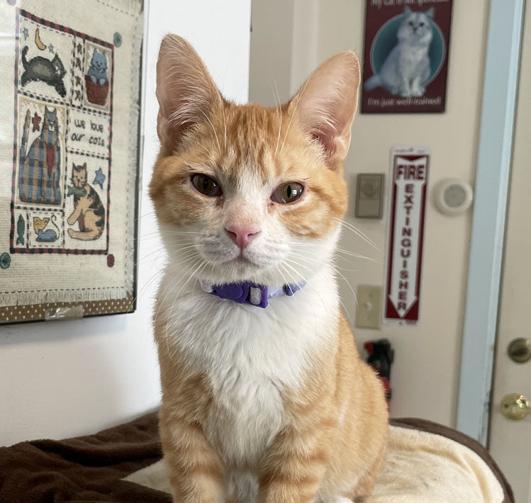 July 2023 Kitty of the Month: Phil Collins – Wild Blue Cats