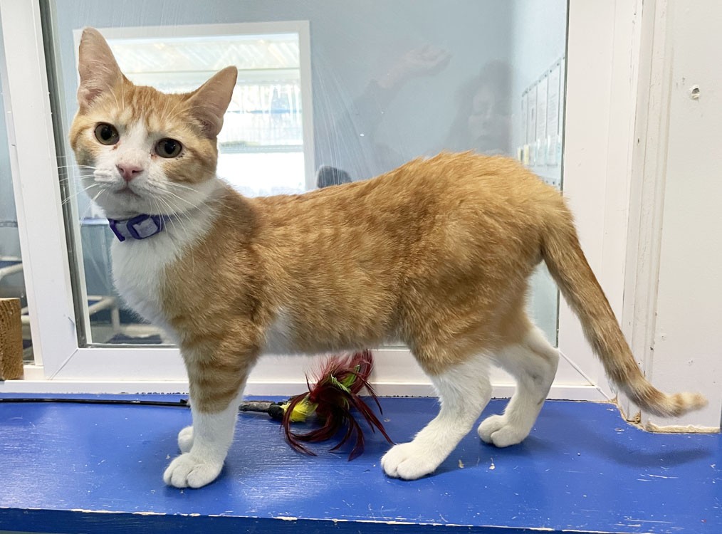 July 2023 Kitty of the Month: Phil Collins – Wild Blue Cats