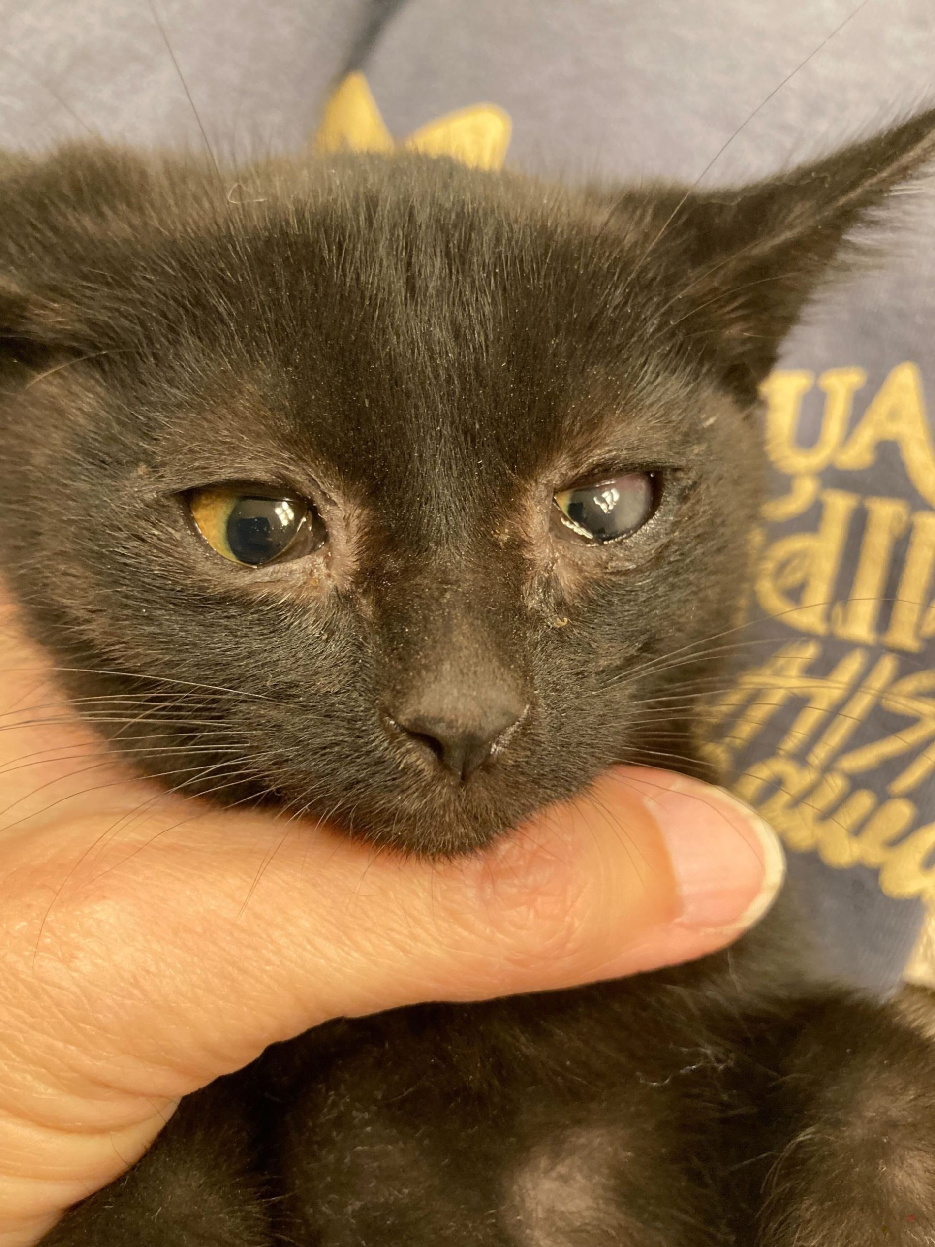 10/3 – Wild Blue Cats “Eye” Caramba 18 Kittens – Wild Blue Cats