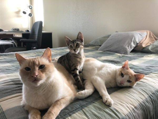 January 2024 Volunteer of the Month: The Tompkins Family – Wild Blue Cats