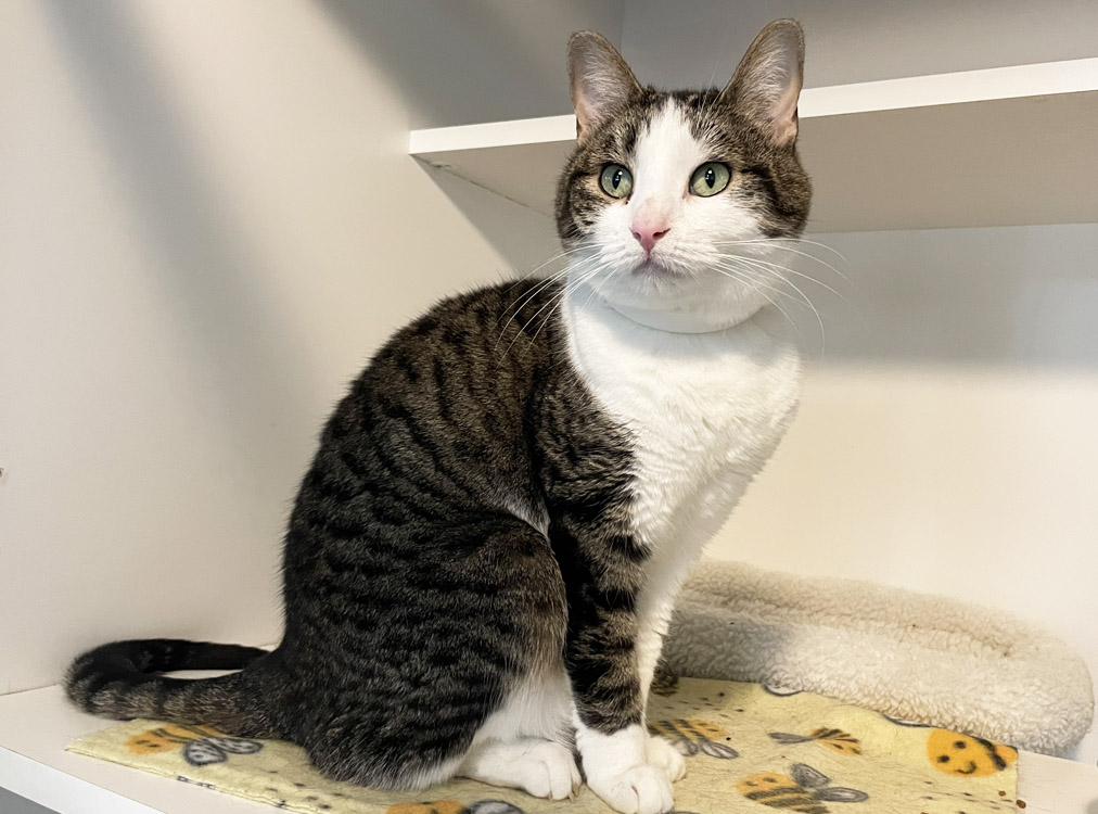 November 2024 Kitty of the Month: Farah – Wild Blue Cats